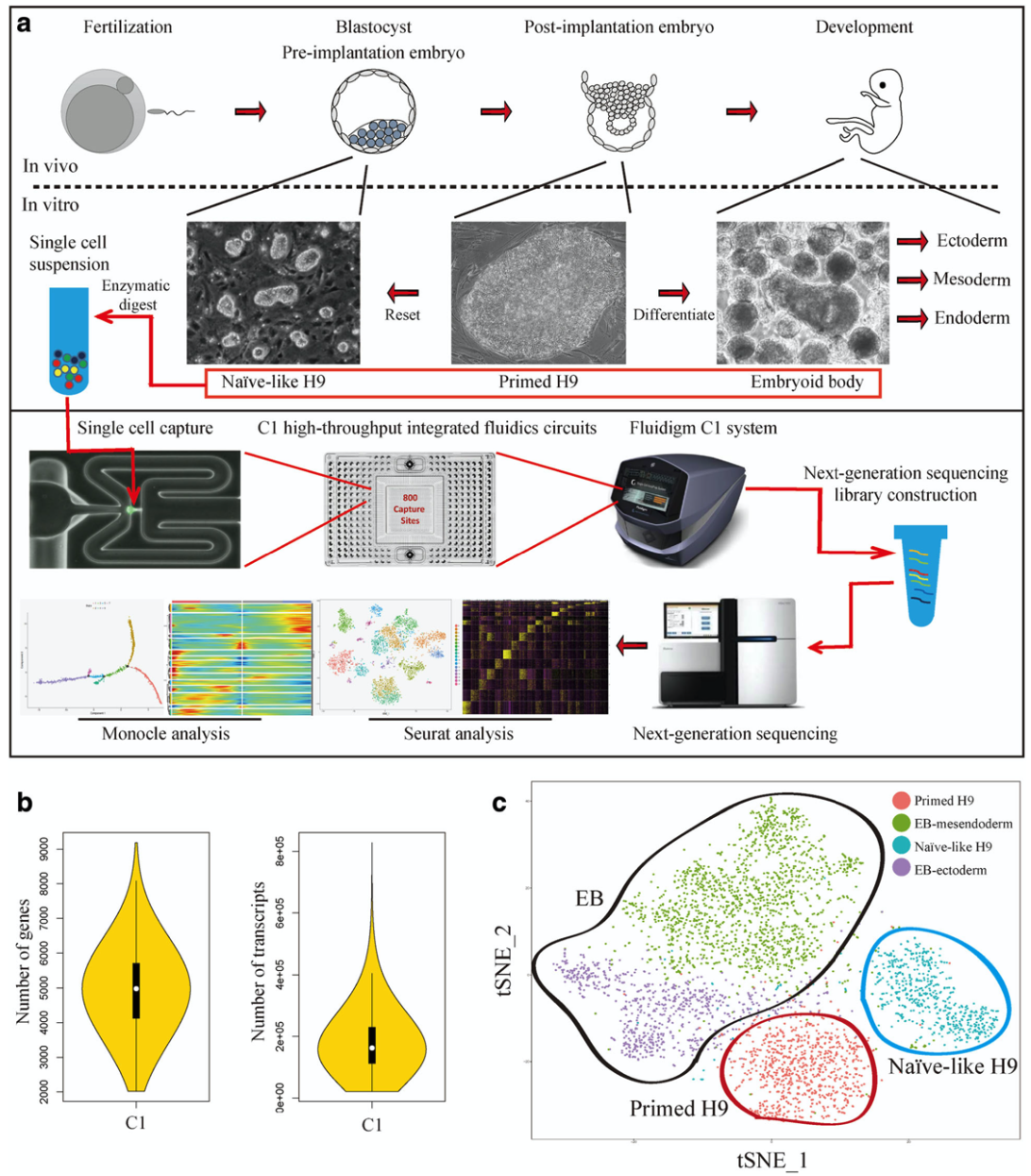 Mapping human pluripotent stem cell differentiation pathways using high ...